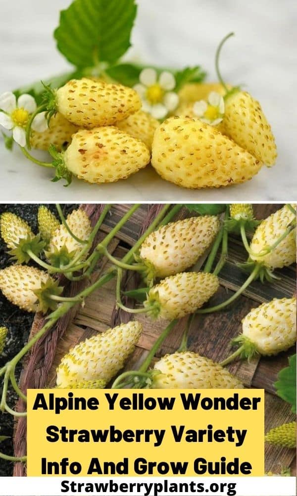 Alpine Yellow Wonder Strawberry Variety Info And Grow Guide ...