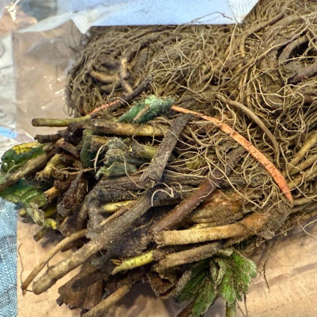 Guide to Planting Bare Root Strawberry Plants – Strawberry Plants