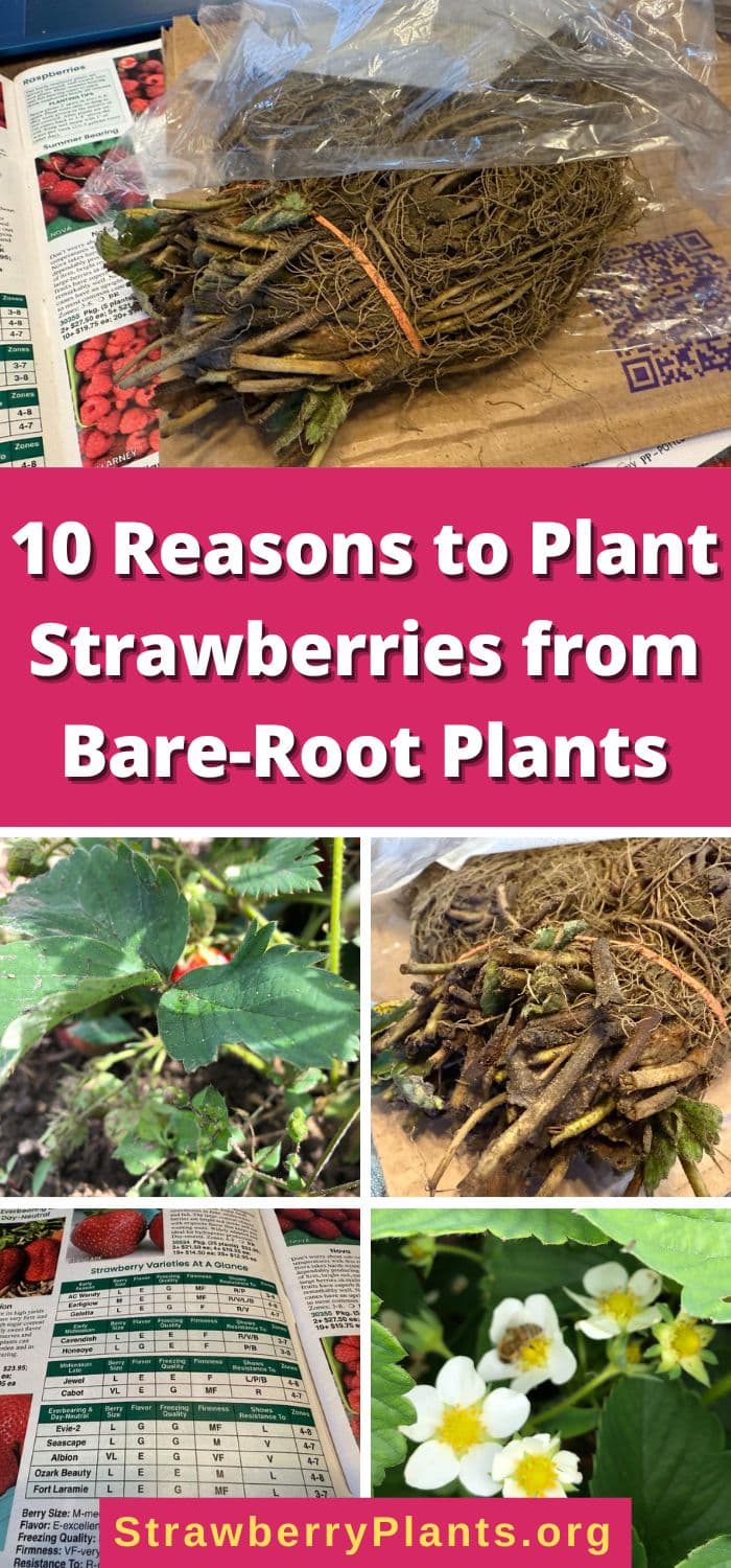 10 Reasons to Plant Strawberries from Bare-Root Plants – Strawberry Plants