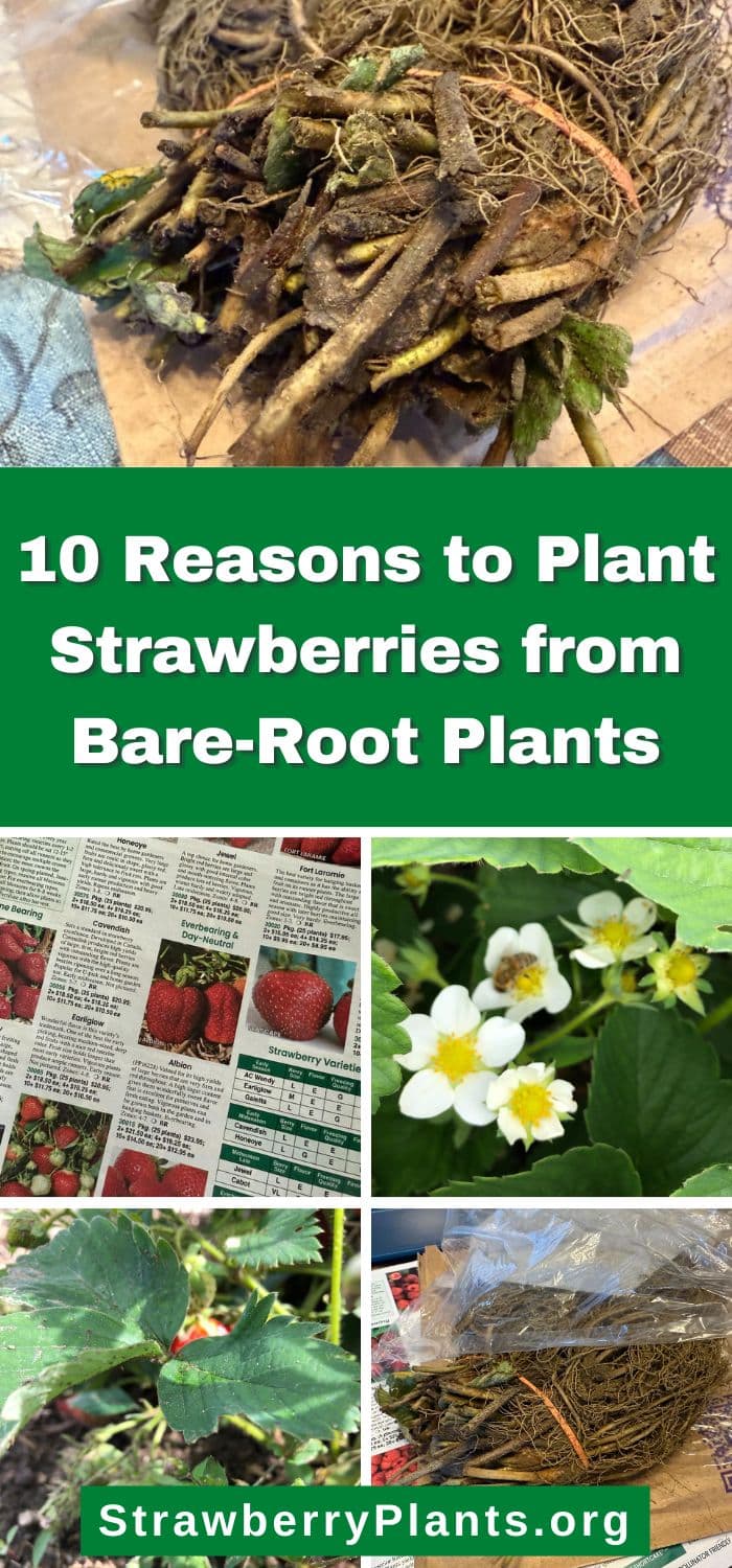 10 Reasons to Plant Strawberries from Bare-Root Plants – Strawberry Plants