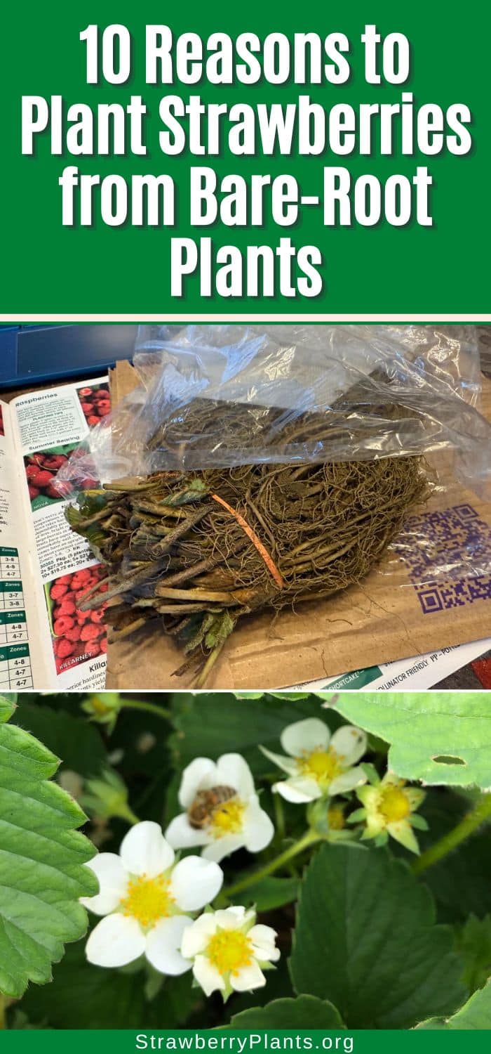 10 Reasons to Plant Strawberries from Bare-Root Plants – Strawberry Plants