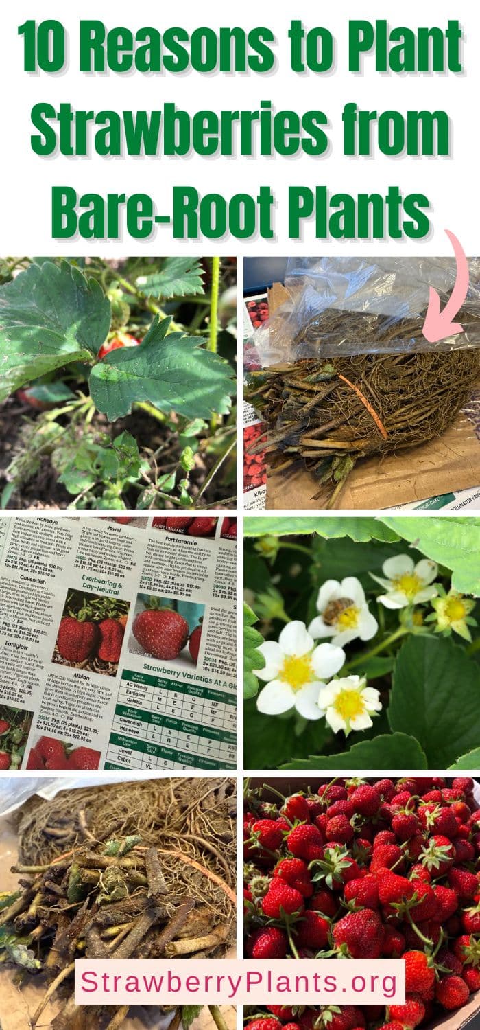 10 Reasons to Plant Strawberries from Bare-Root Plants – Strawberry Plants