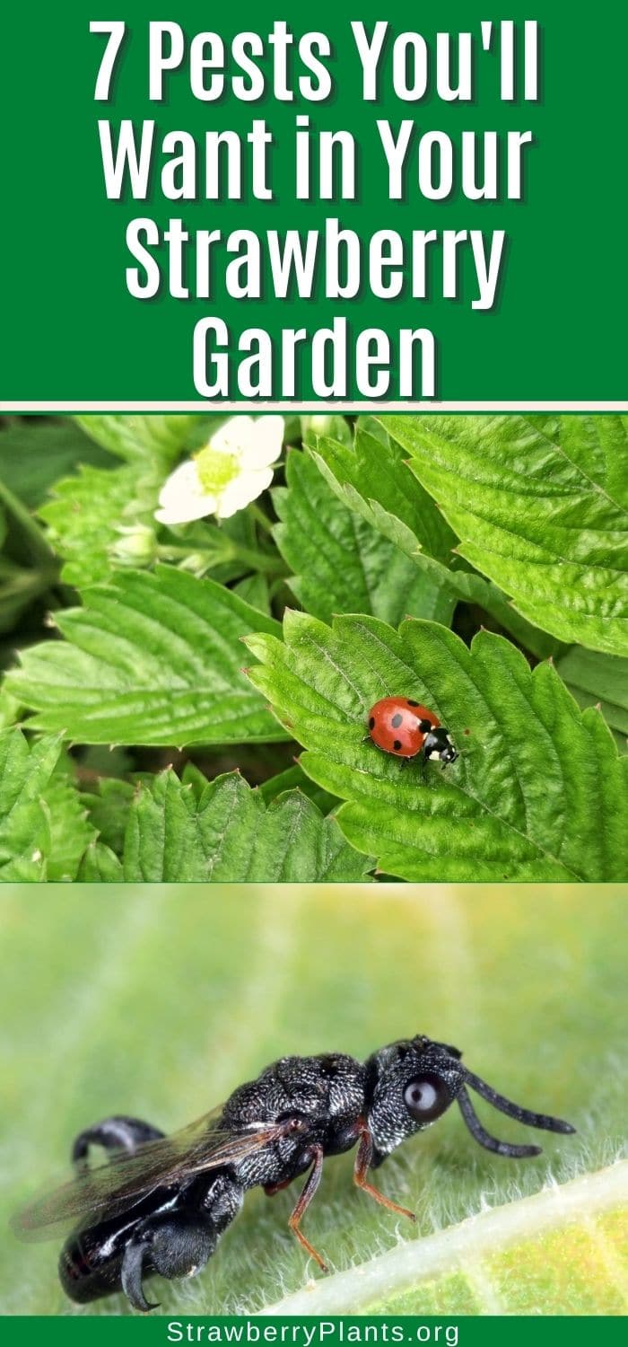 7 Pests You'll Want in Your Strawberry Garden – Strawberry Plants