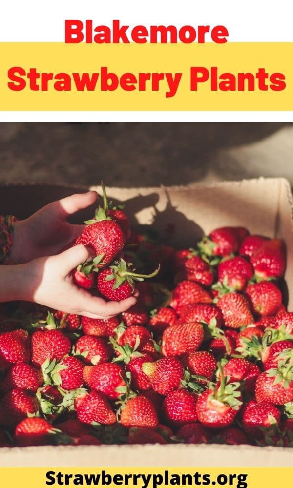 Blakemore Strawberry Plants (All You Need to Know)
