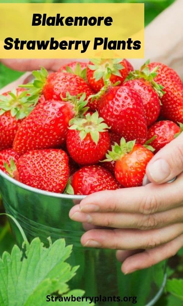 Blakemore Strawberry Plants (All You Need to Know)