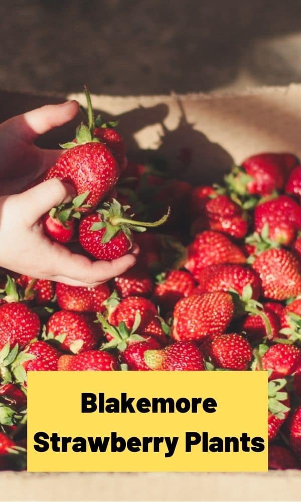 Blakemore Strawberry Plants (All You Need to Know)