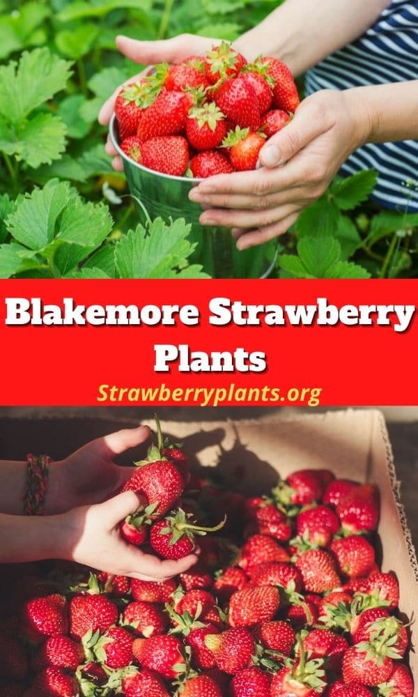 Blakemore Strawberry Plants (All You Need to Know)