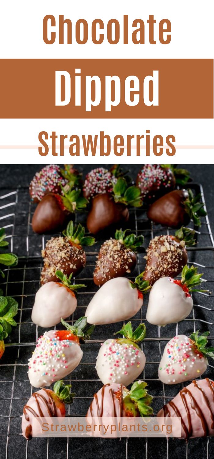 Chocolate-Dipped Strawberries (2 Ingredients) – Strawberry Plants