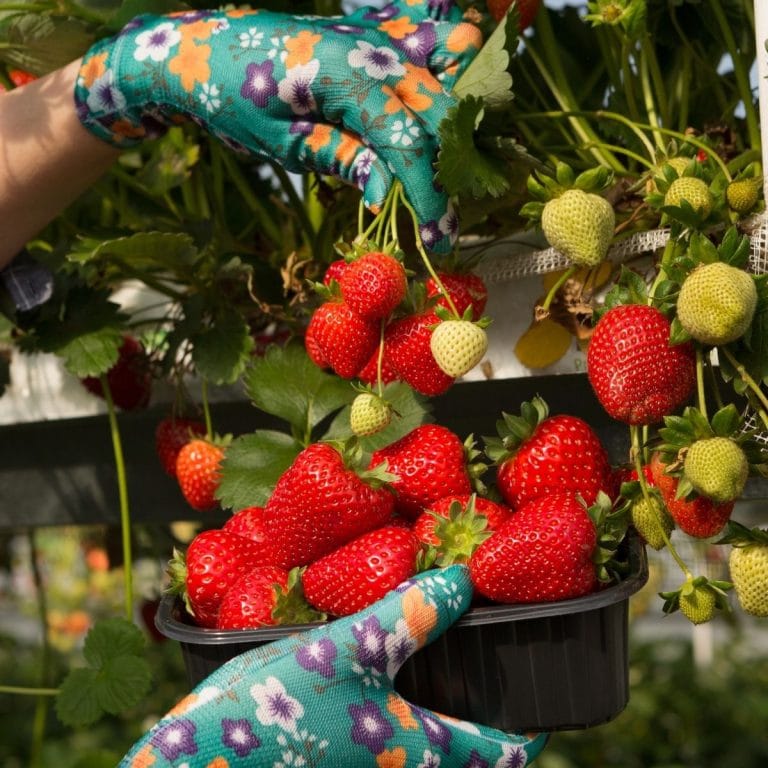 11 High Yielding Strawberry Varieties You Should Plant – Strawberry Plants