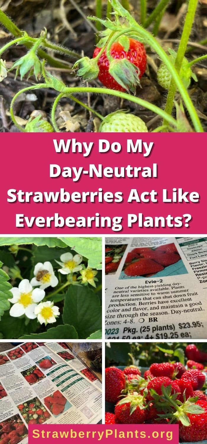 Why Do My Day-Neutral Strawberries Act Like Everbearing Plants? – Strawberry Plants