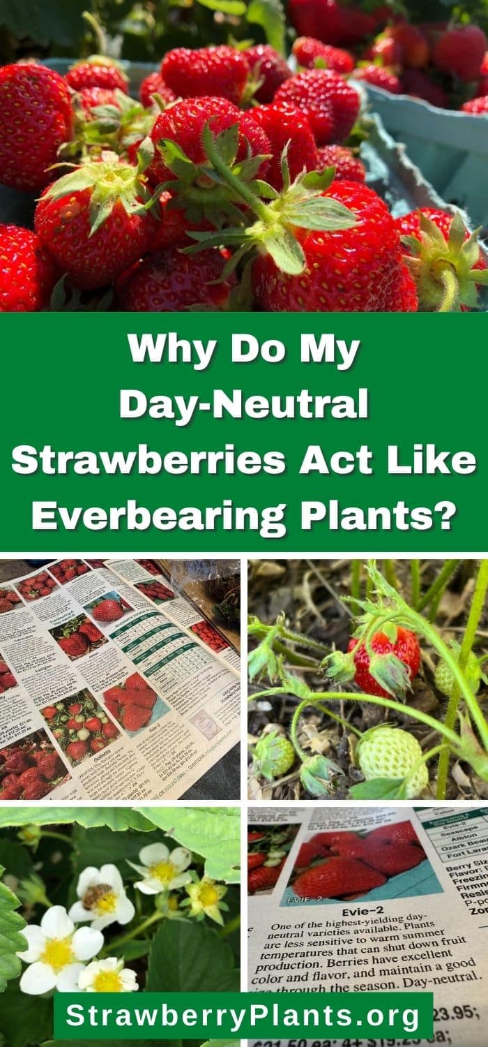 Why Do My Day-Neutral Strawberries Act Like Everbearing Plants? – Strawberry Plants