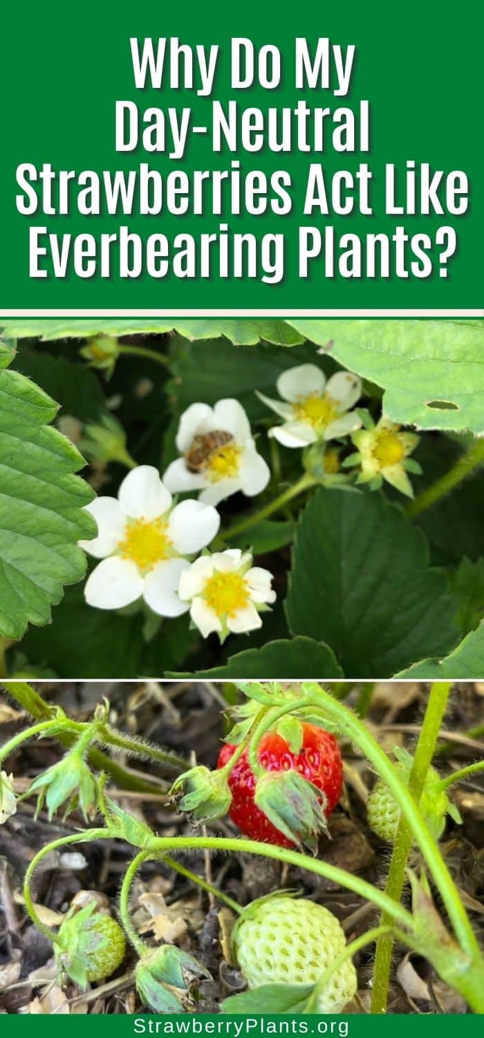 Why Do My Day-Neutral Strawberries Act Like Everbearing Plants? – Strawberry Plants