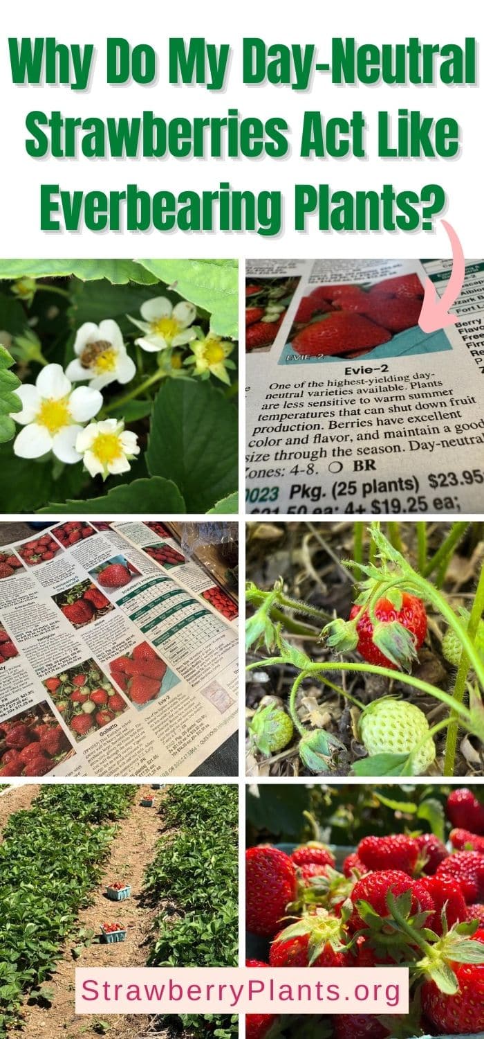 Why Do My Day-Neutral Strawberries Act Like Everbearing Plants? – Strawberry Plants