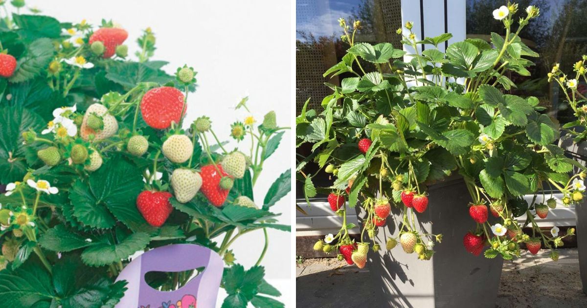 Delizz Strawberry Variety Info And Grow Guide – Strawberry Plants