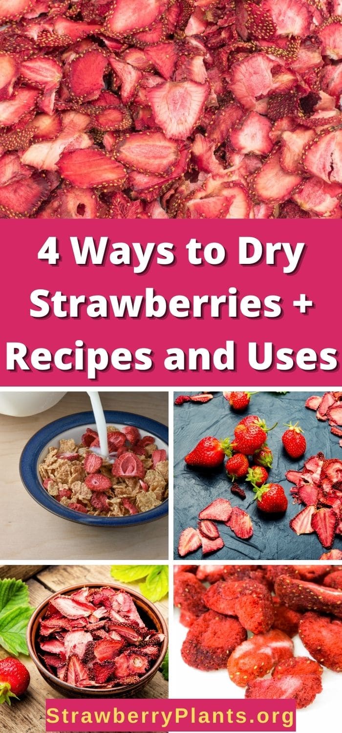 4 Ways to Dry Strawberries + Recipes and Uses – Strawberry Plants