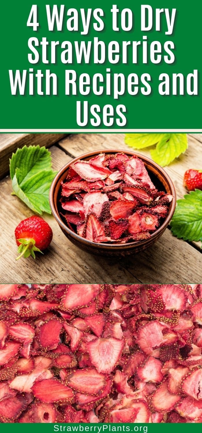 4 Ways to Dry Strawberries + Recipes and Uses – Strawberry Plants