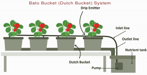 Dutch Bucket (Bato Pot) System for Indoor Growing of Strawberries