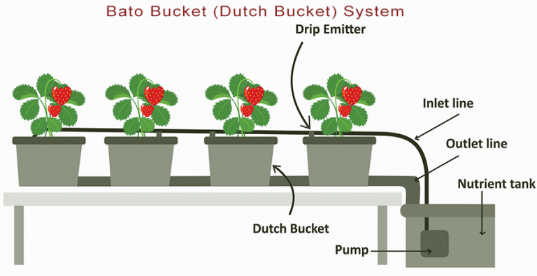 Dutch Bucket (Bato Pot) System for Indoor Growing of Strawberries