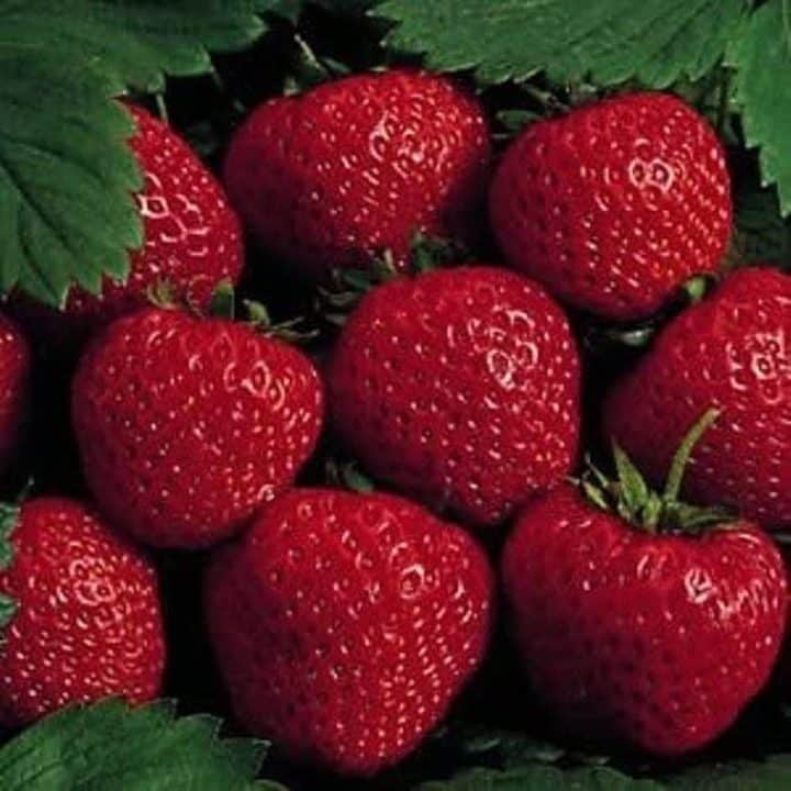 Earliglow Strawberry Variety Info And Grow Guide – Strawberry Plants