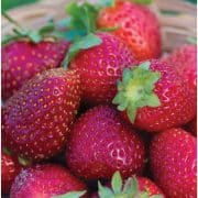 Seascape Strawberry Variety Info And Grow Guide – Strawberry Plants