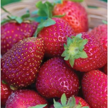 Seascape Strawberry Variety Info And Grow Guide – Strawberry Plants