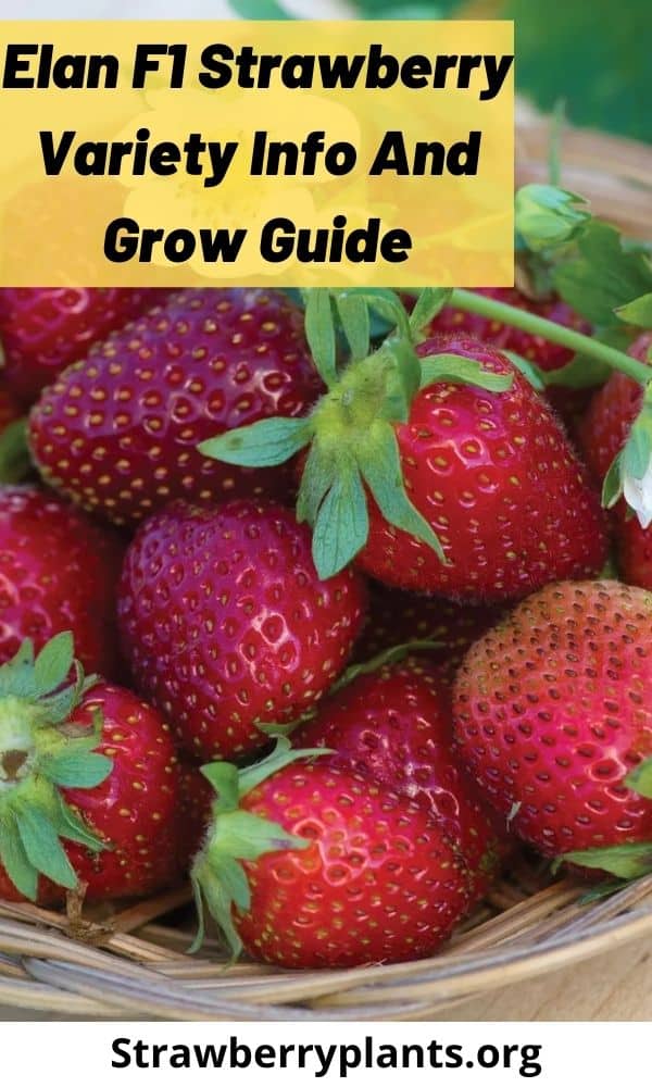 Elan F1 Strawberry Variety Info And Grow Guide (Fragaria spp ...
