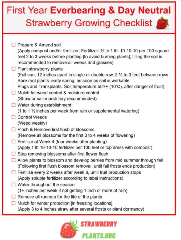 Everbearing & Day-Neutral Strawberries: Free First-Year Checklist PDF – Strawberry Plants