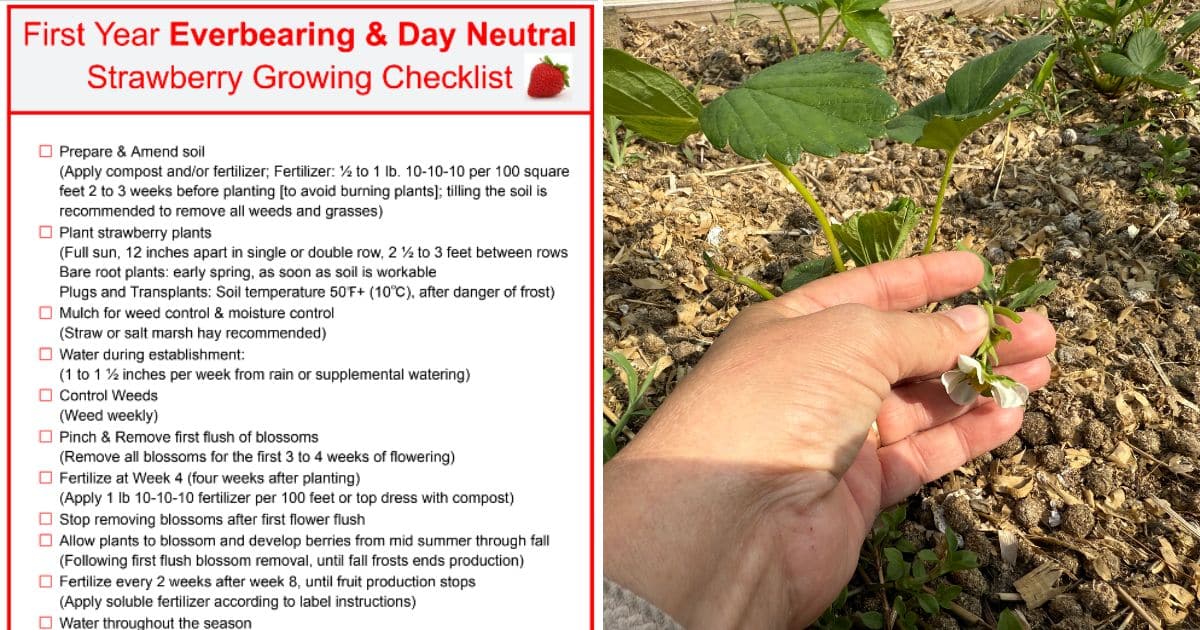 Everbearing & Day-Neutral Strawberries: Free First-Year Checklist PDF – Strawberry Plants