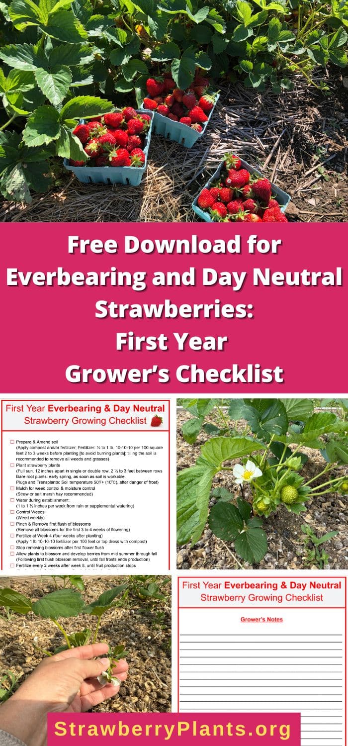 Everbearing & Day-Neutral Strawberries: Free First-Year Checklist PDF – Strawberry Plants