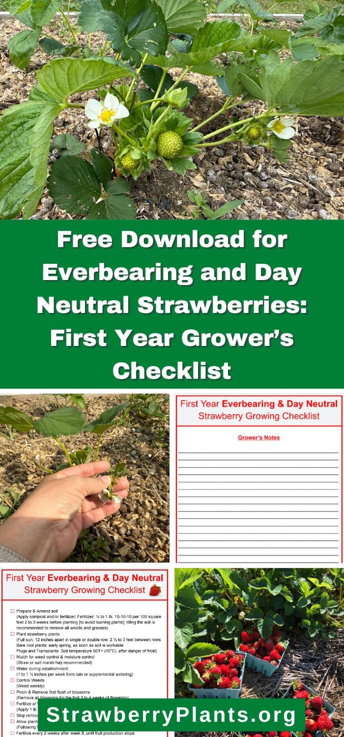 Everbearing & Day-Neutral Strawberries: Free First-Year Checklist PDF – Strawberry Plants