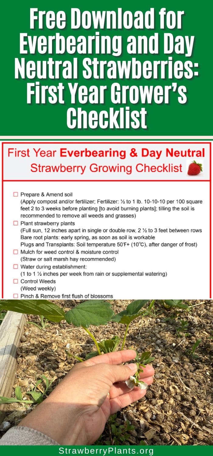 Everbearing & Day-Neutral Strawberries: Free First-Year Checklist PDF – Strawberry Plants
