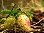 Eversweet Strawberry Variety Info And Grow Guide – Strawberry Plants