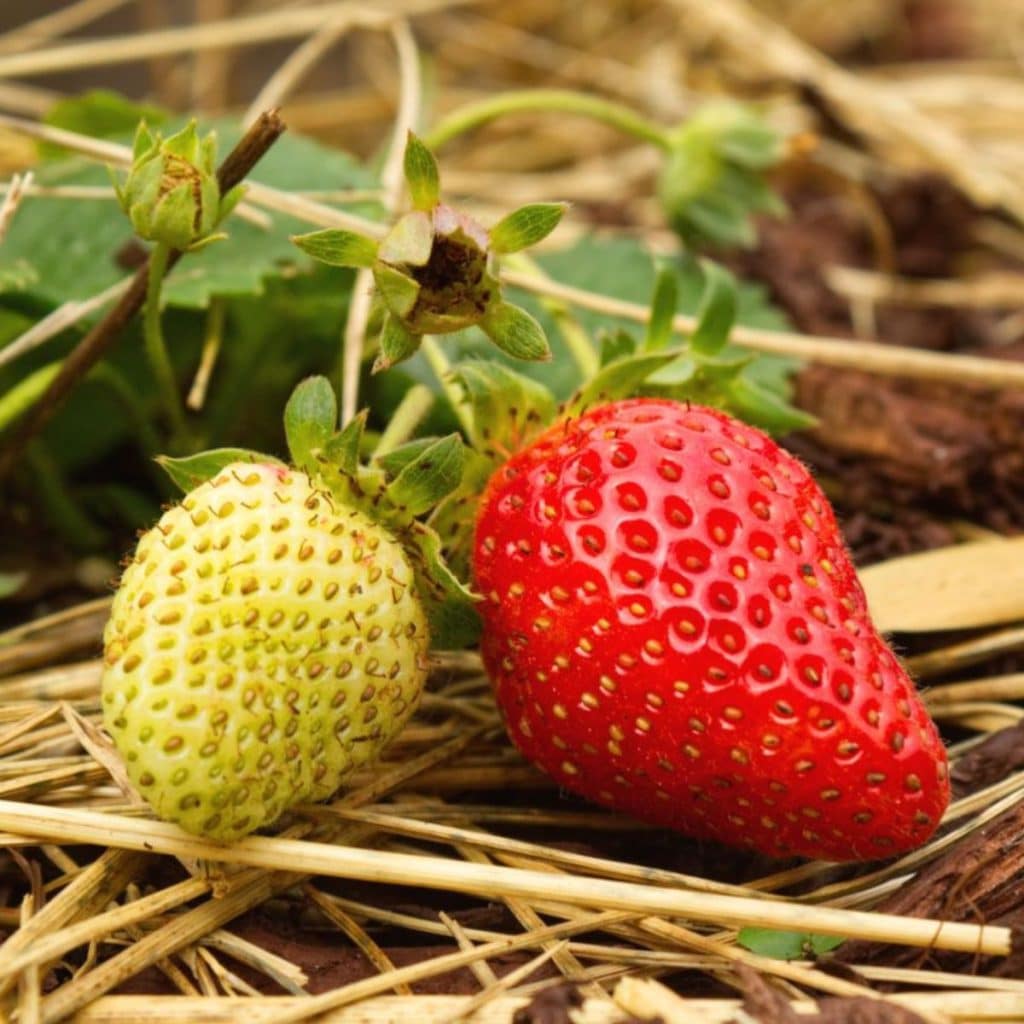Strawberry Varieties Article Archives – Strawberry Plants