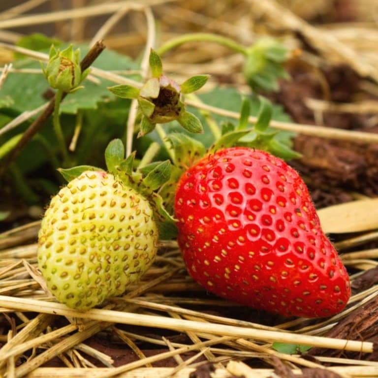 Strawberry Varieties Article Archives – Strawberry Plants