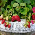 Fall Strawberry Plants (All You Need to Know)