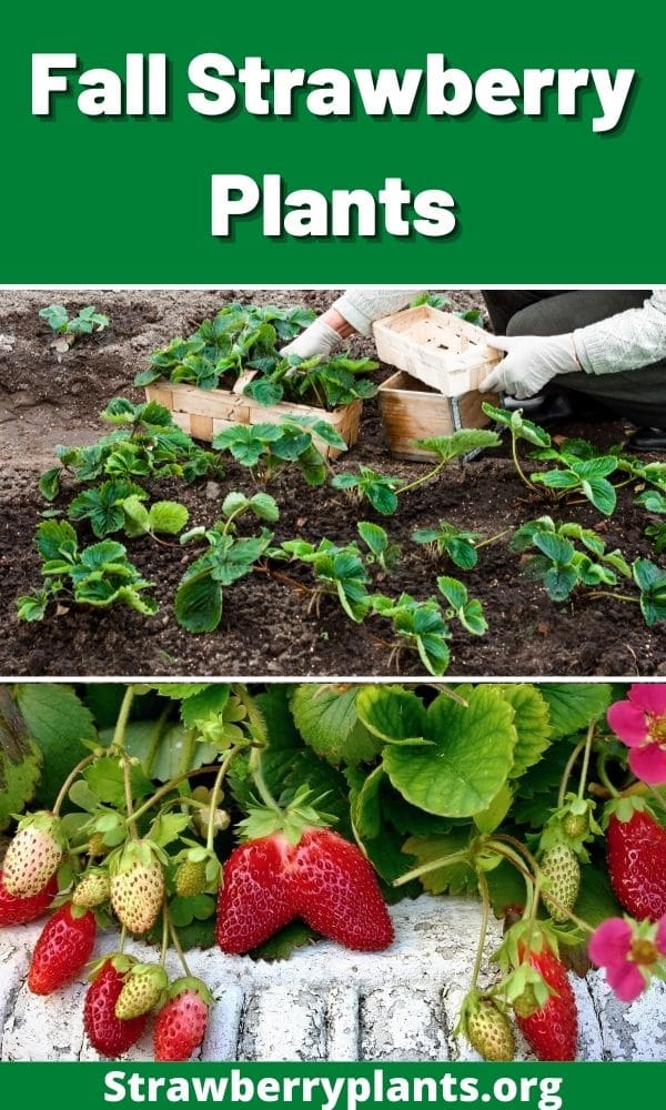 Fall Strawberry Plants (All You Need to Know)