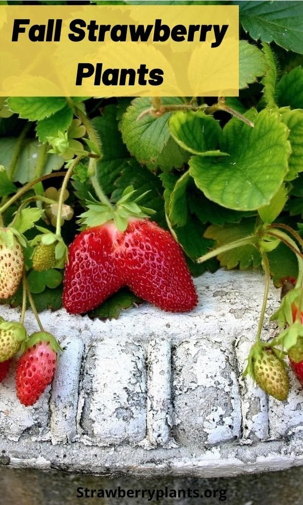 Fall Strawberry Plants (All You Need to Know)