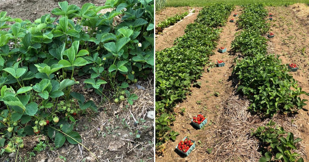 7 Reasons to Plant Strawberries in the Fall – Strawberry Plants