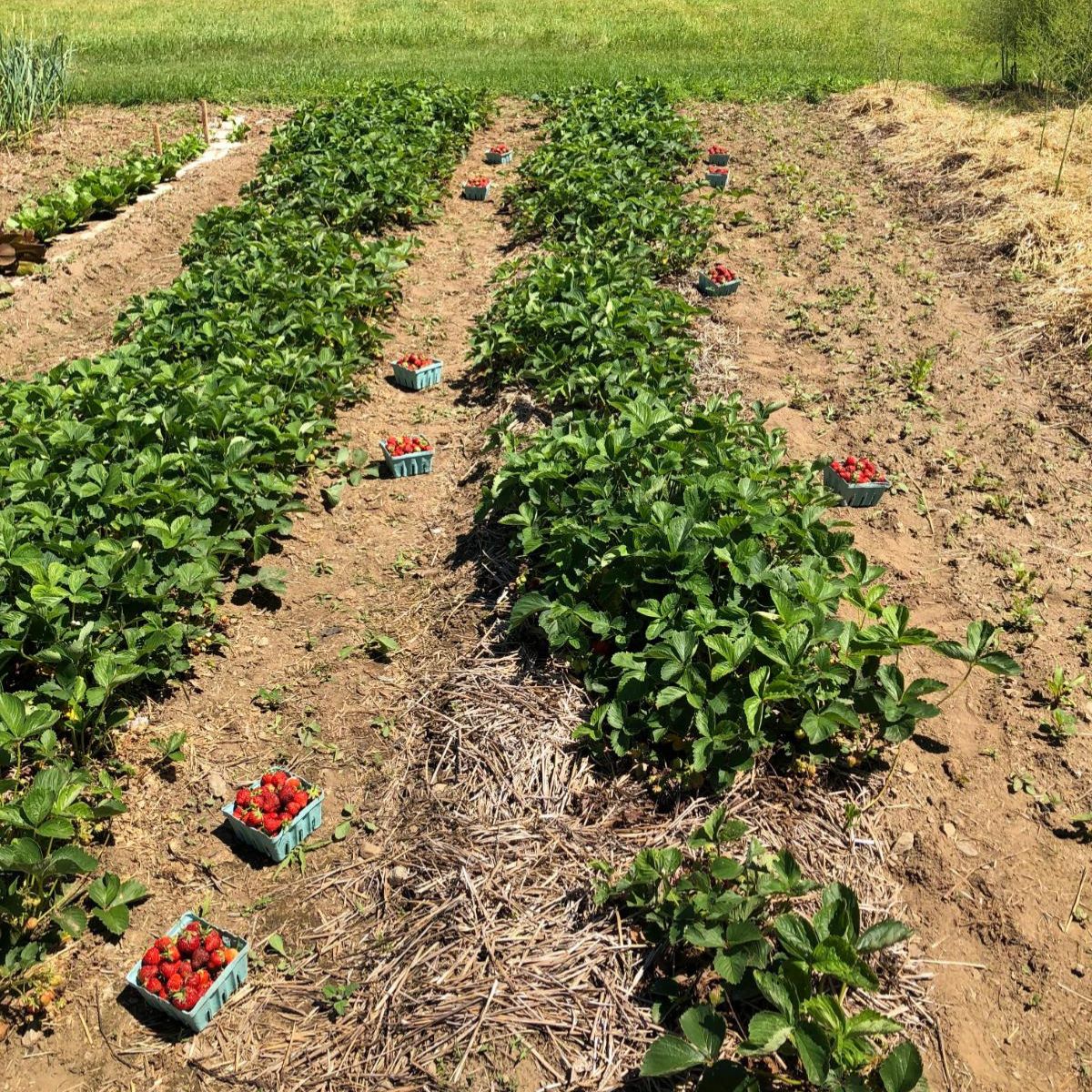 Seascape Strawberry Variety Info And Grow Guide Strawberry Plants