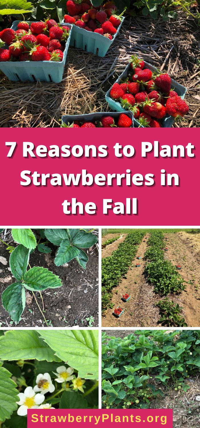 7 Reasons to Plant Strawberries in the Fall – Strawberry Plants
