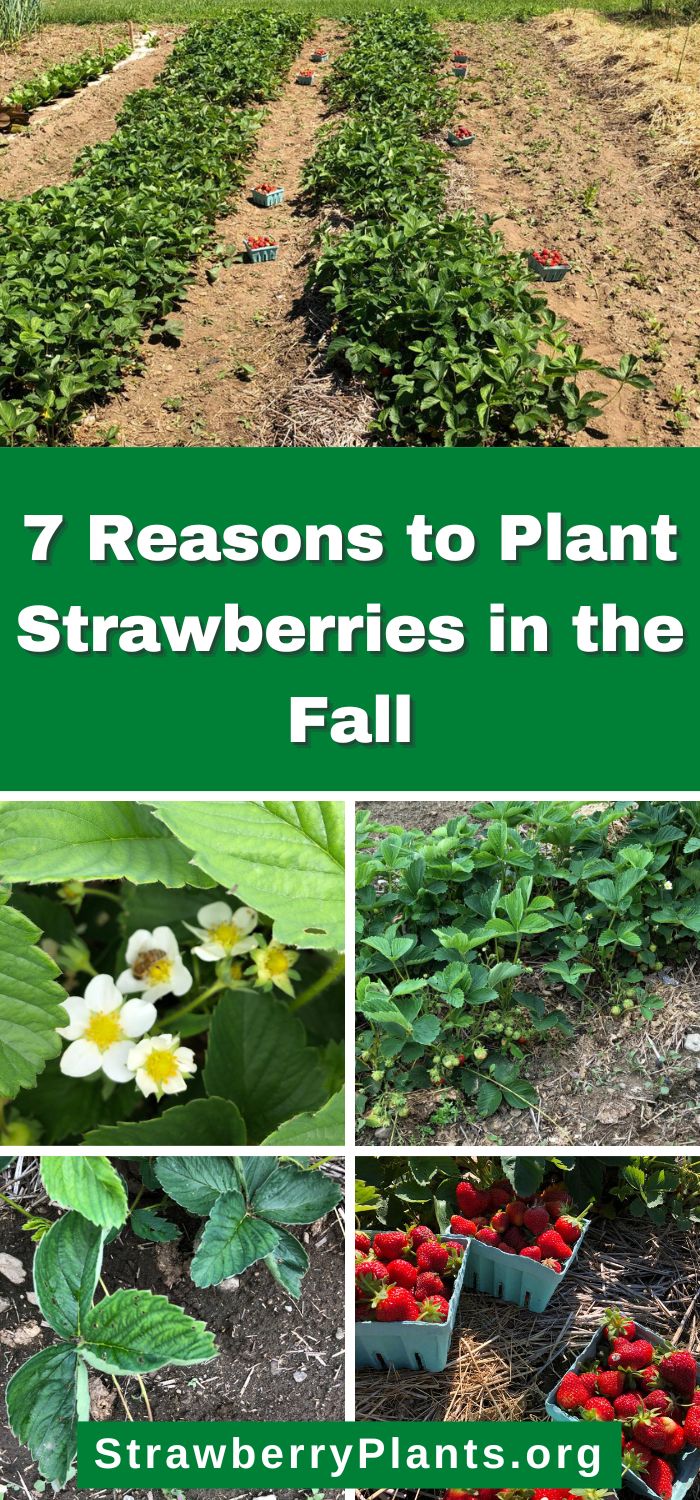 7 Reasons to Plant Strawberries in the Fall – Strawberry Plants