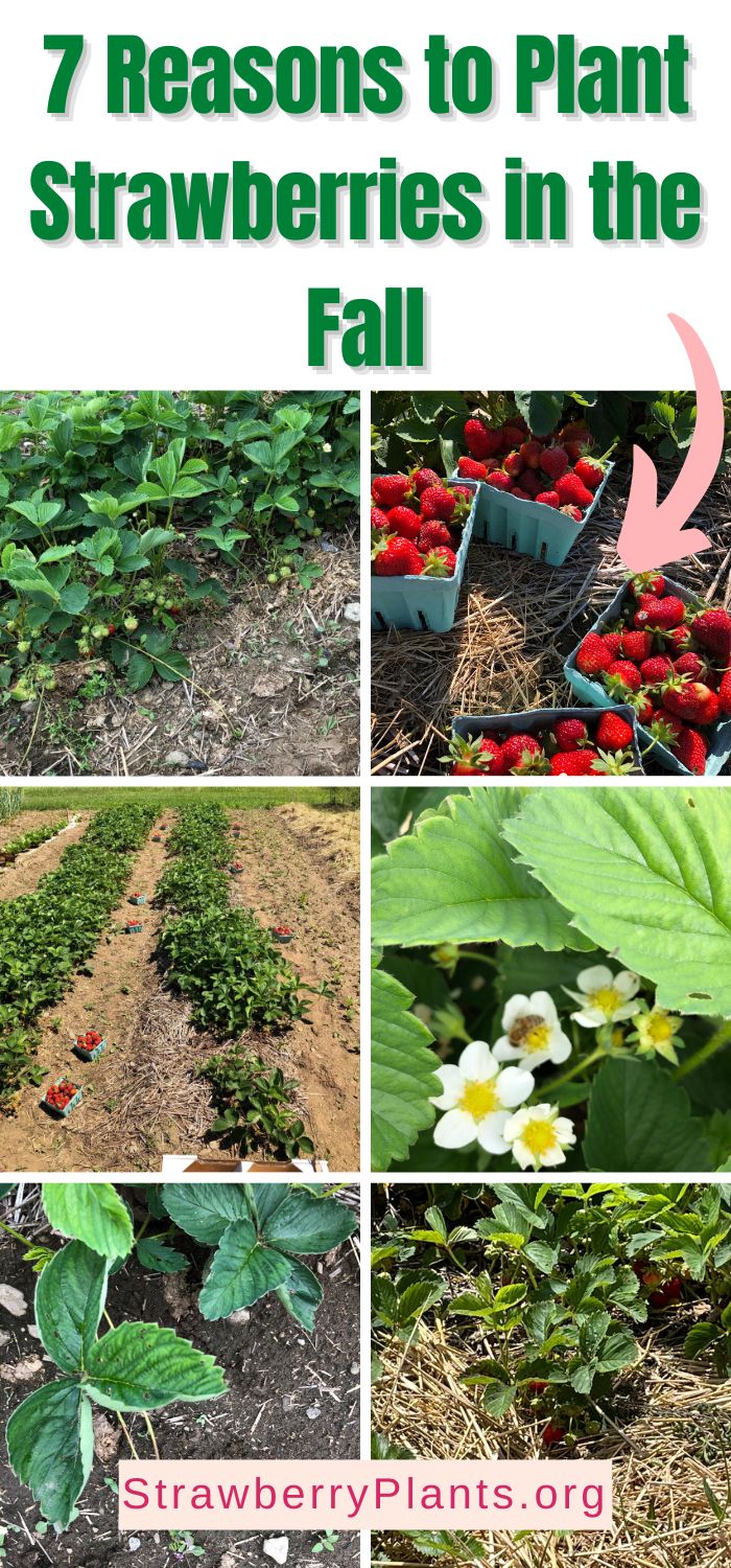 7 Reasons to Plant Strawberries in the Fall – Strawberry Plants