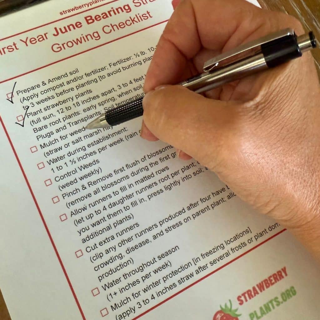 Elan F1 Strawberry Variety Info And Grow Guide (Fragaria spp ...