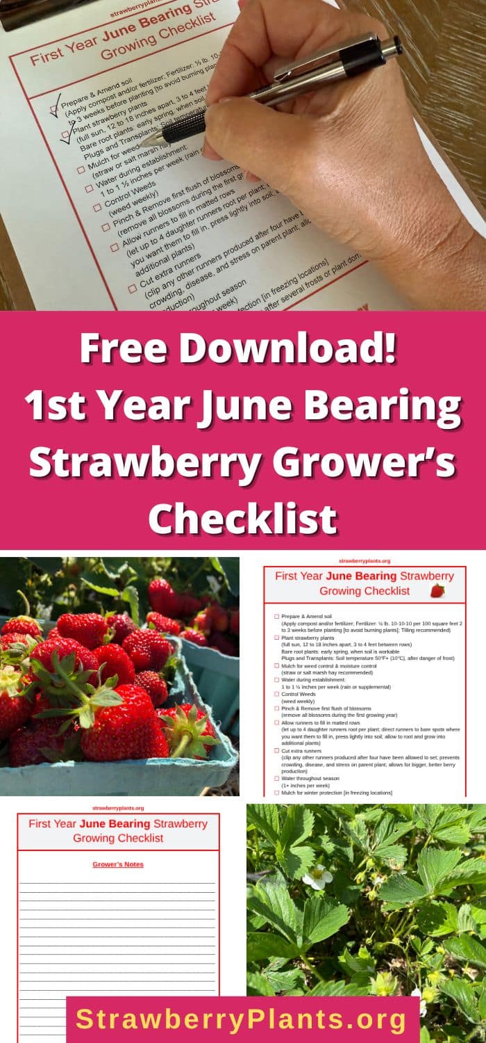 1st Year June Bearing Strawberry Grower’s Checklist (Free Download ...