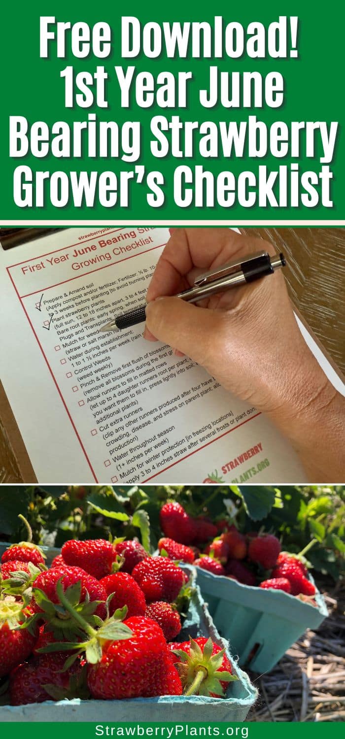 1st Year June Bearing Strawberry Grower’s Checklist (Free Download ...