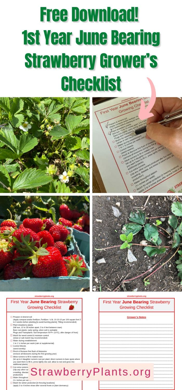 1st Year June Bearing Strawberry Grower’s Checklist (Free Download ...