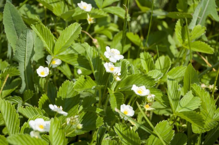 Fragaria iinumae Strawberry Plants – Strawberry Plants