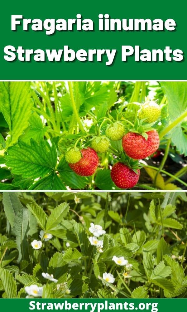 Fragaria iinumae Strawberry Plants – Strawberry Plants