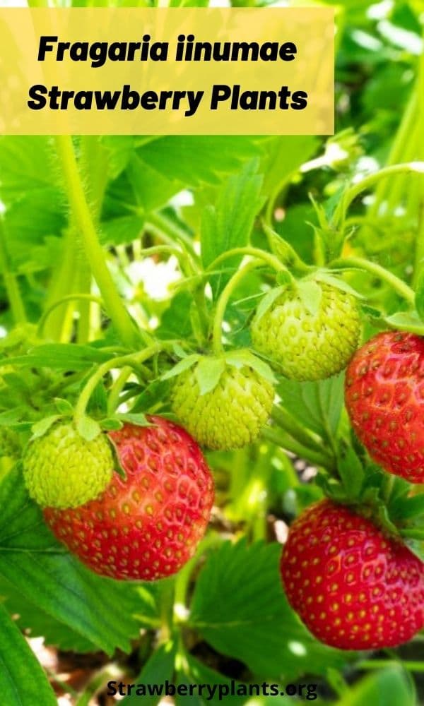 Fragaria iinumae Strawberry Plants – Strawberry Plants