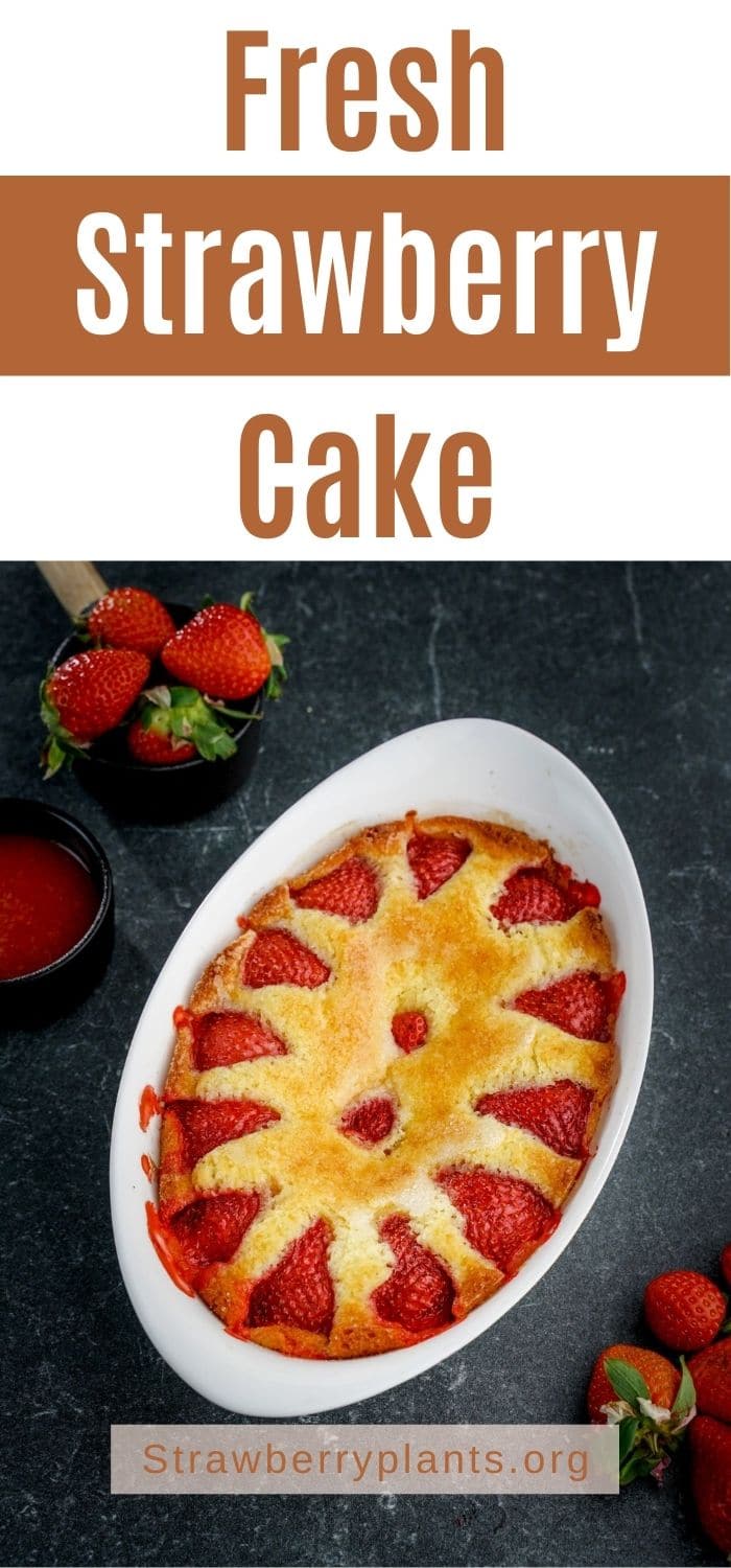 Fresh Strawberry Cake Recipe – Strawberry Plants